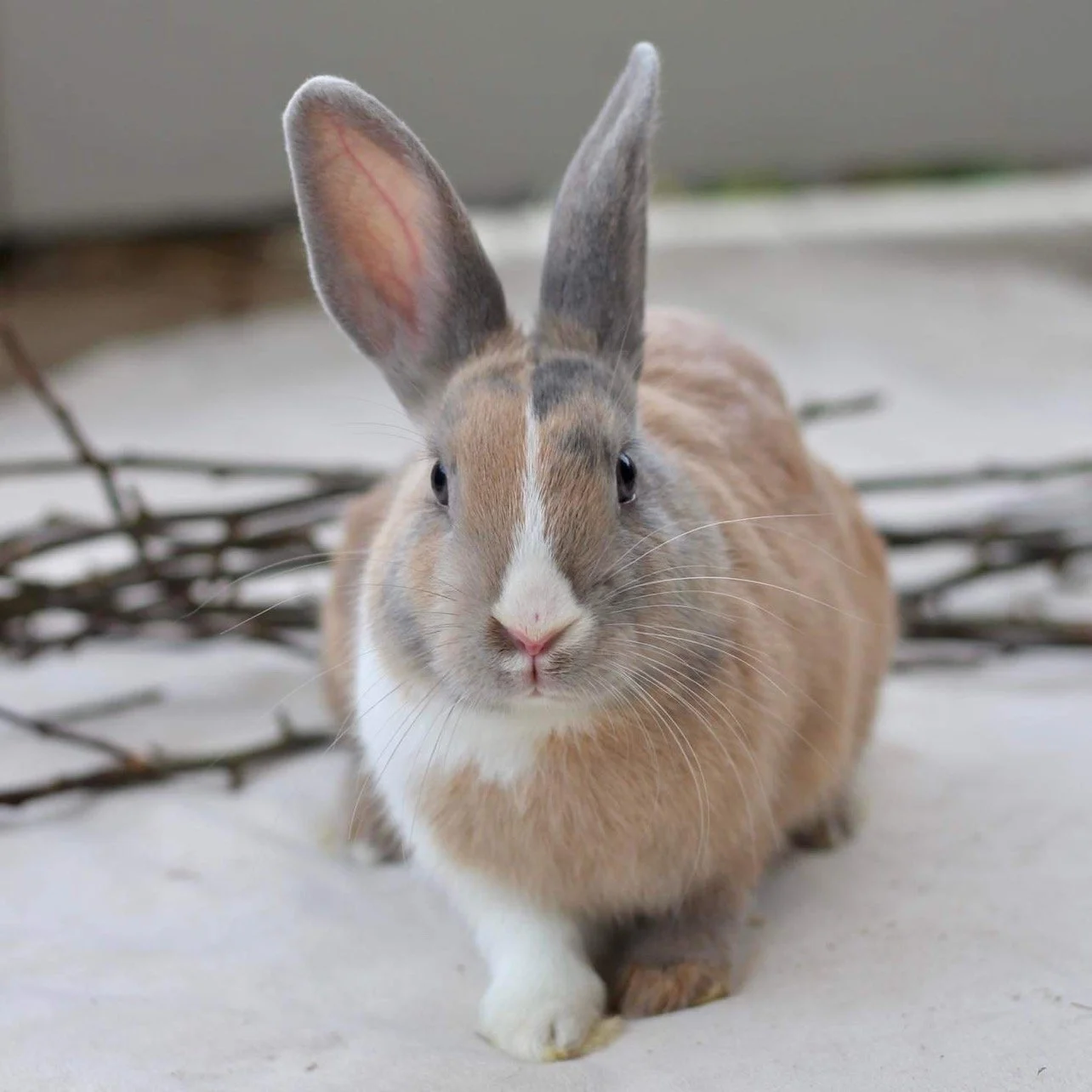Adoptables — Jade Rabbit Small Animal Rescue