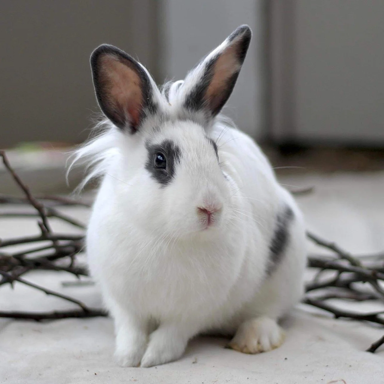 Adoptables — Jade Rabbit Small Animal Rescue