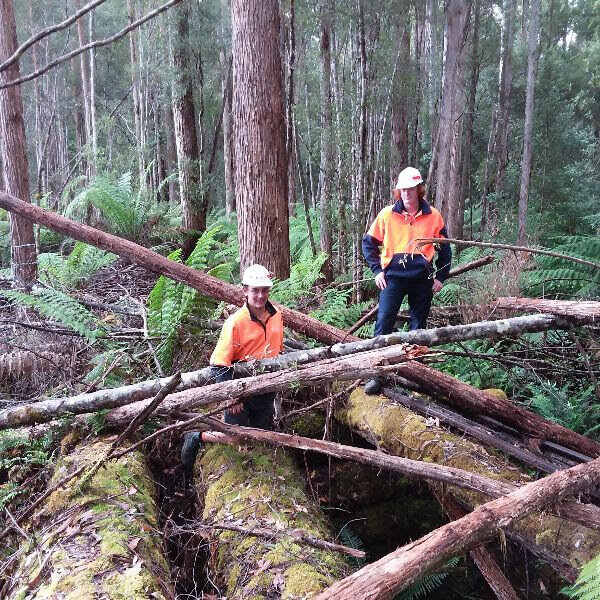 Forestry Support and Training Programs — Arbre Forest Industries ...