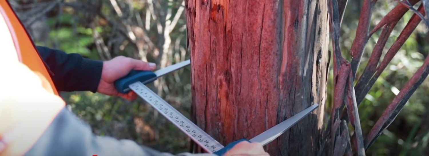 Forest Growing and Management — Arbre Forest Industries | Training ...