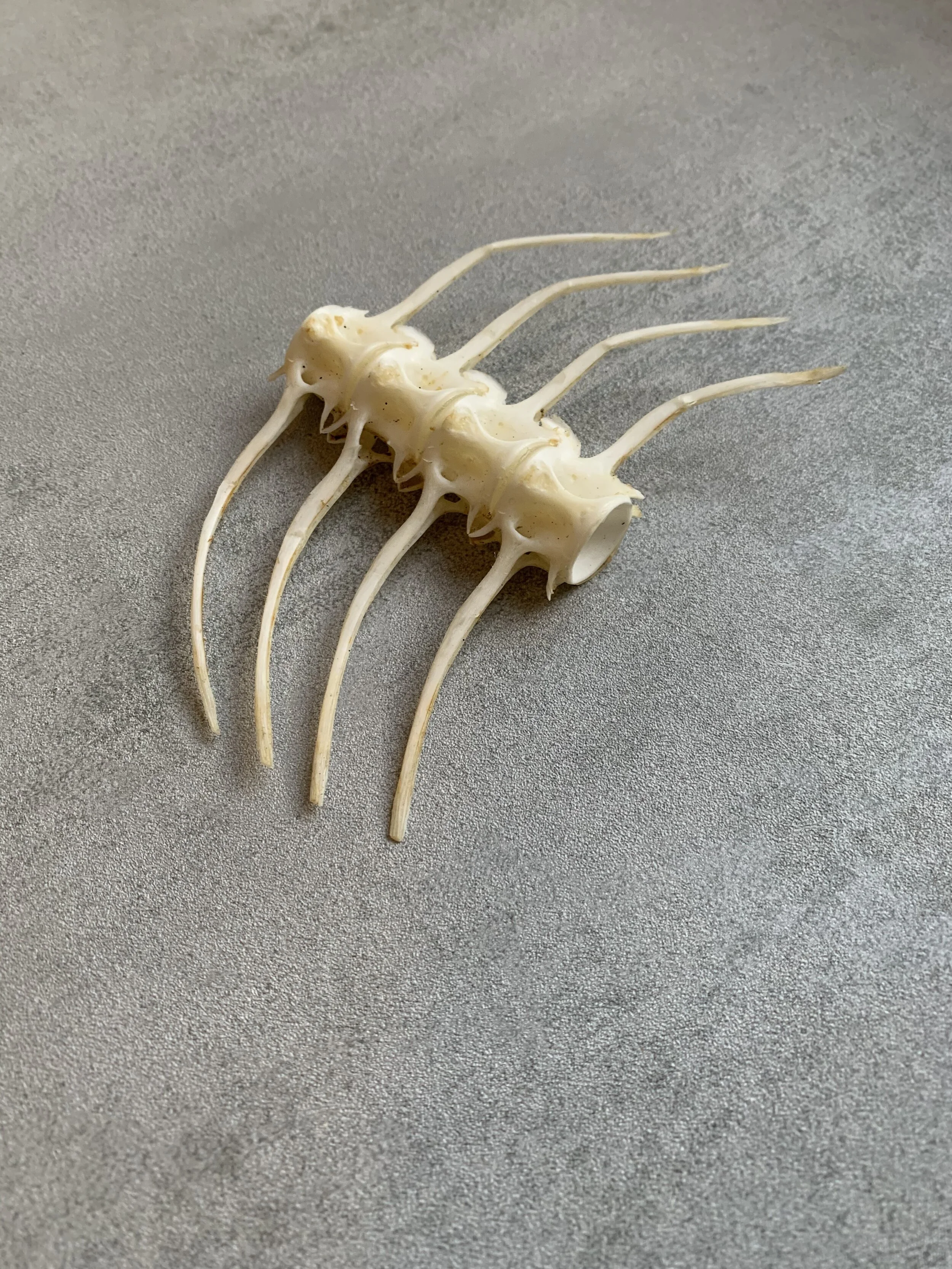 Reducing seafood waste by repurposing bones, teeth, and skin into ...