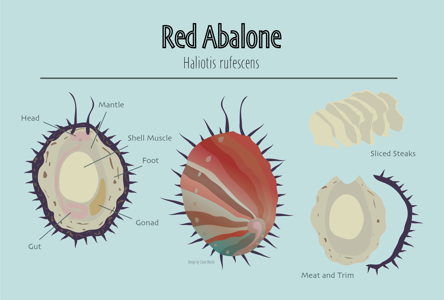Species Guides for San Diego caught seafood — Fishful Future