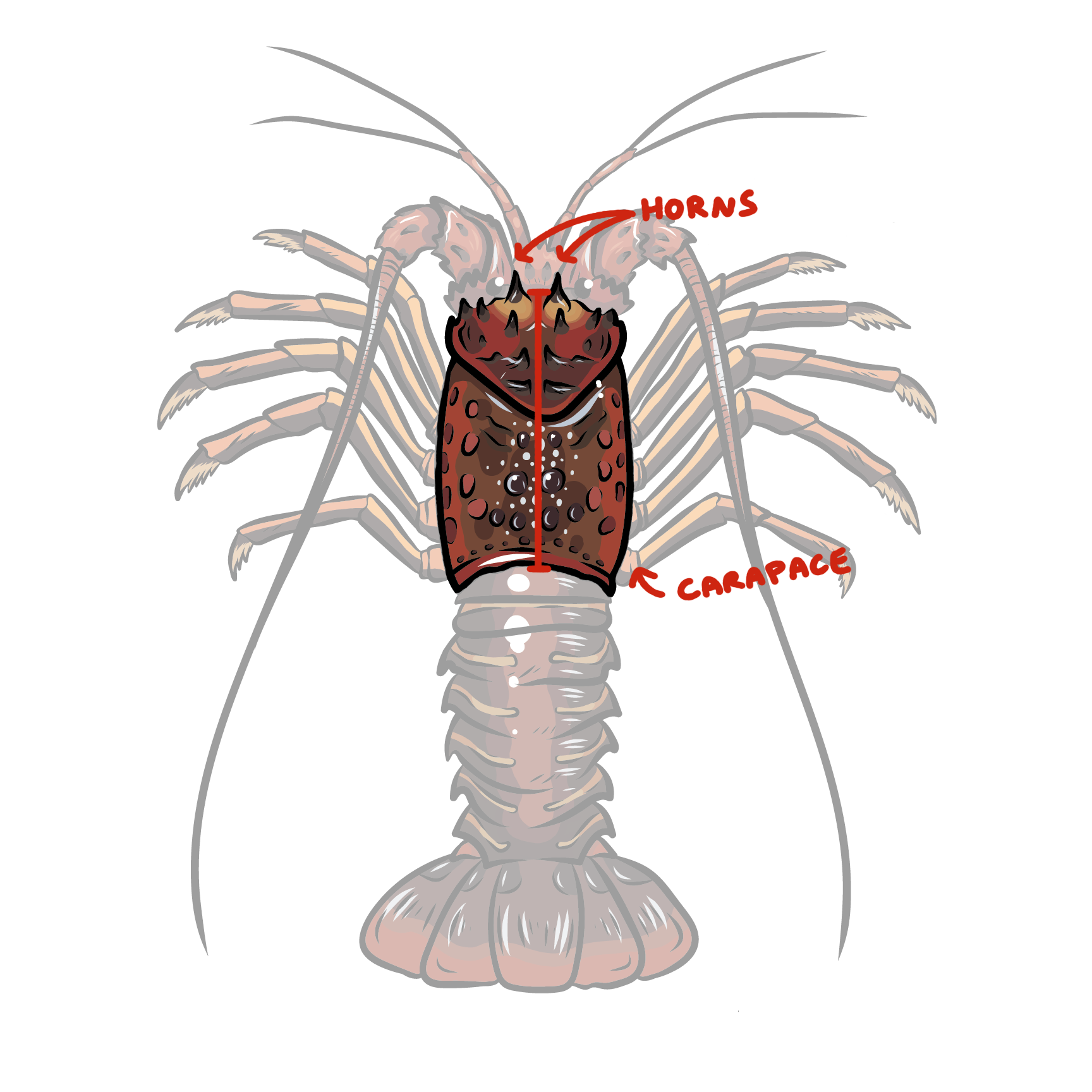 Diving Into Spiny Lobster Season — Fishful Future