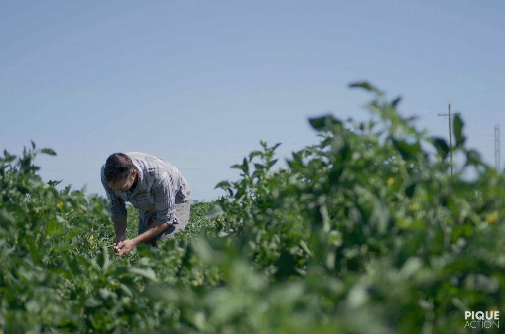 Nitricity | Decarbonizing Fertilizer — Pique Action