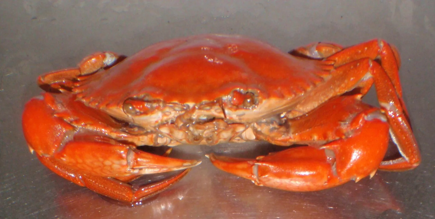 Crabes — Madagascar Seafood