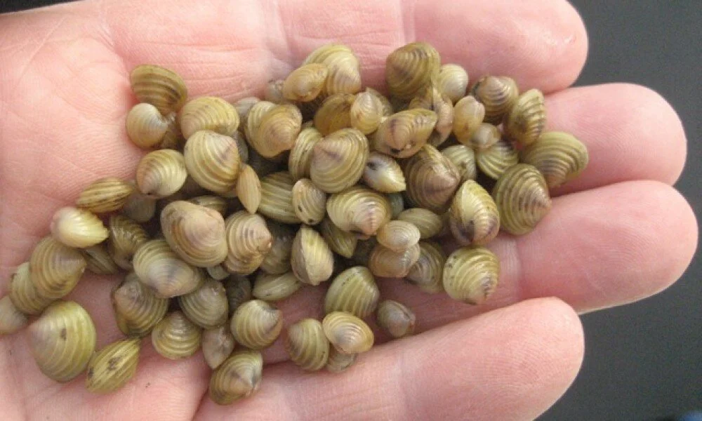 Asian Clam — Adirondack Watershed Institute