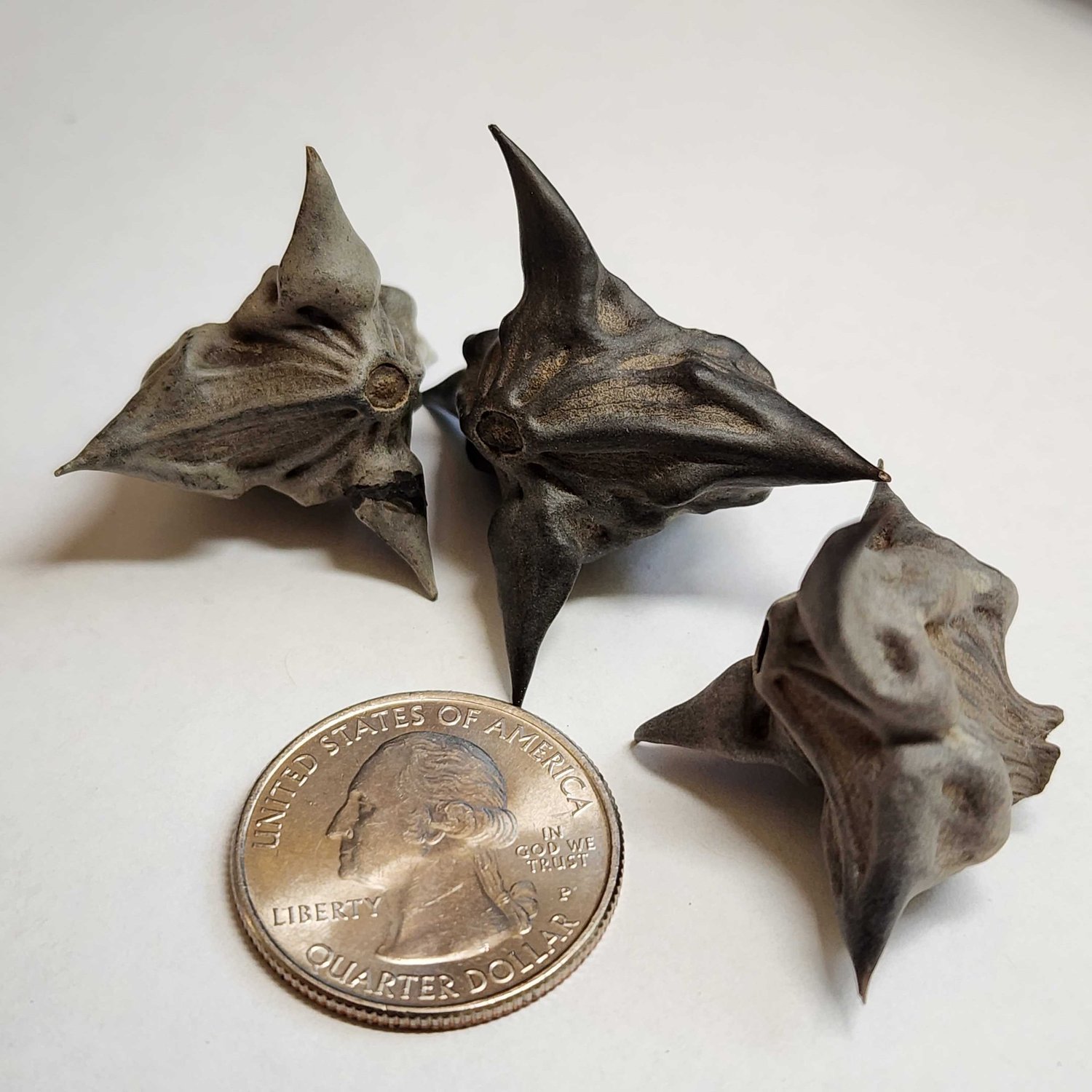 Can you eat invasive species? — Adirondack Watershed Institute