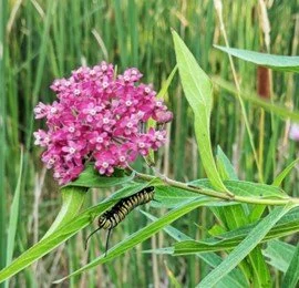 What is a Rain Garden? — Adirondack Watershed Institute