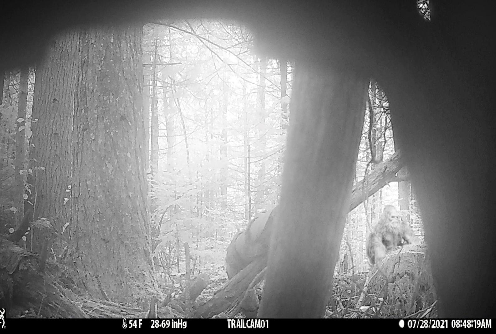 How To Use Camera Traps — Adirondack Watershed Institute