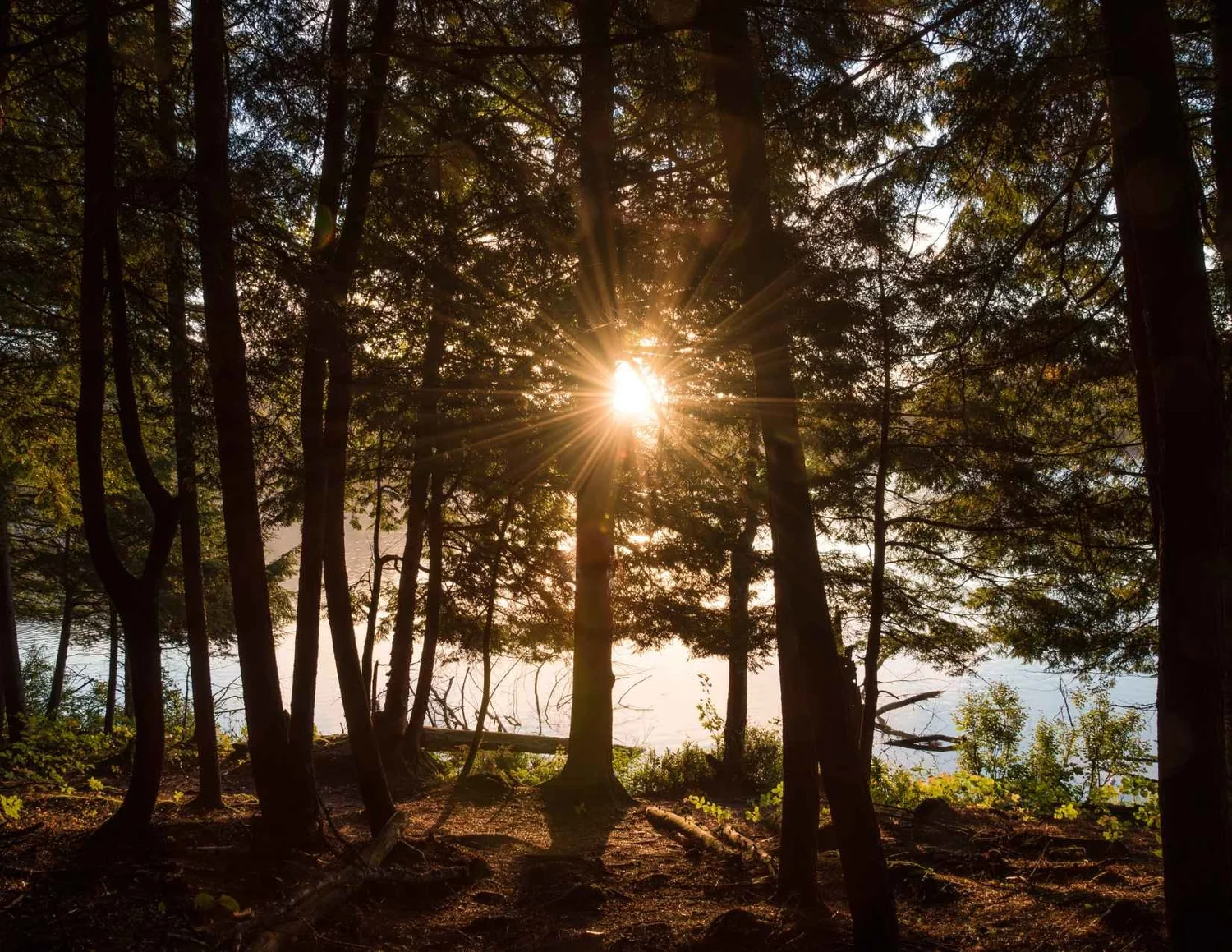 How do you identify a hemlock tree? — Adirondack Watershed Institute