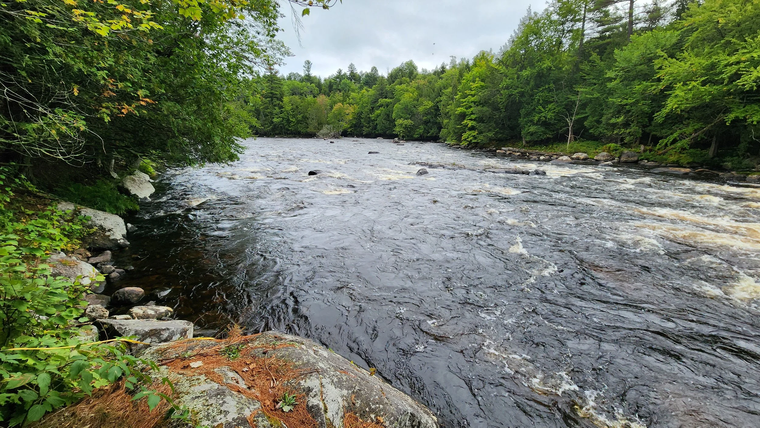Stream Wise in the Saranac River Watershed — Adirondack Watershed Institute