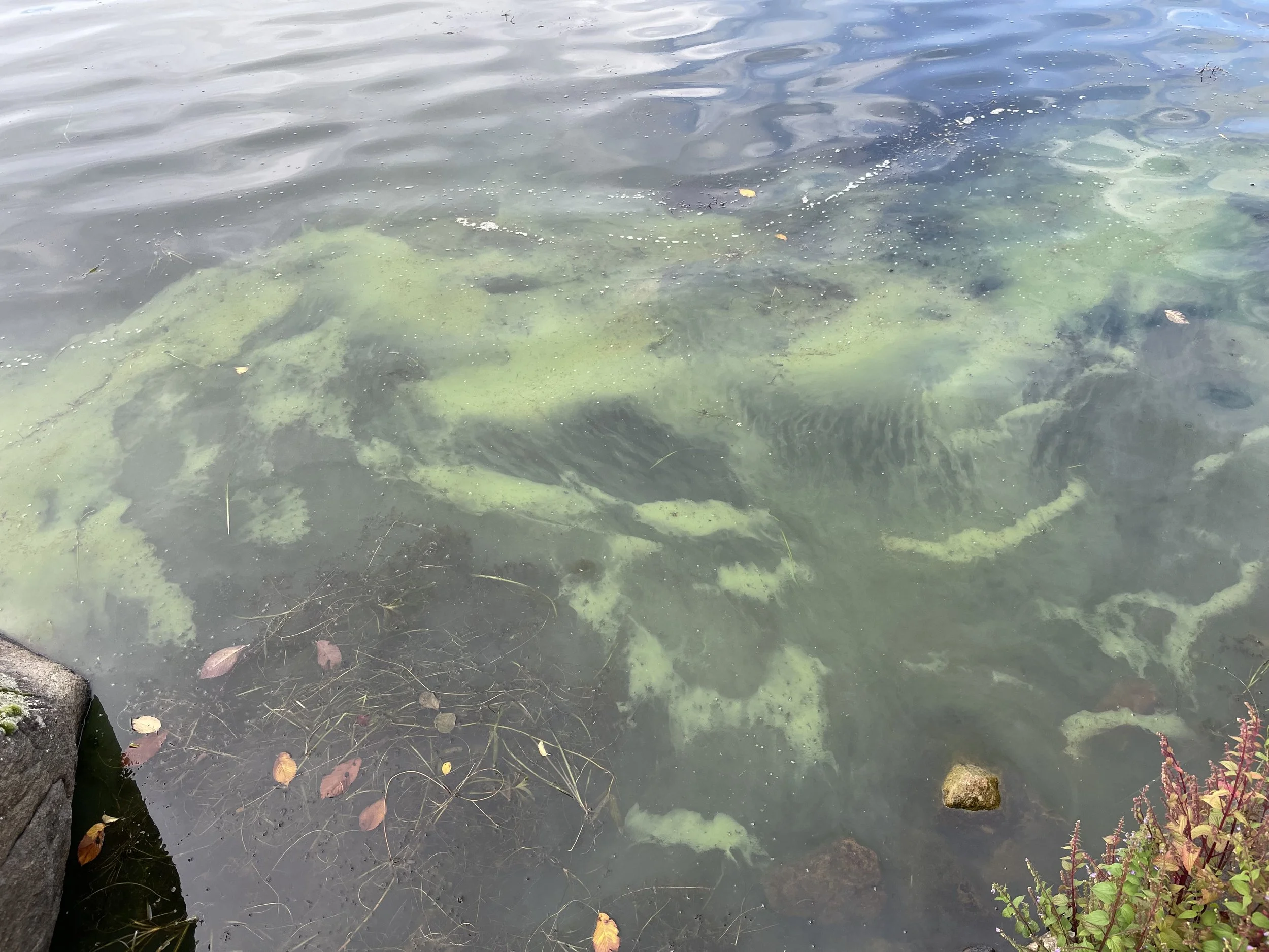 Algal Bloom Lake