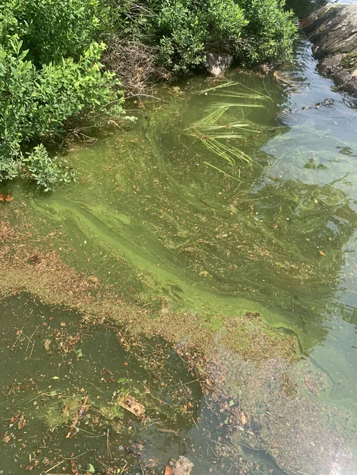 Harmful Algal Blooms — Adirondack Watershed Institute