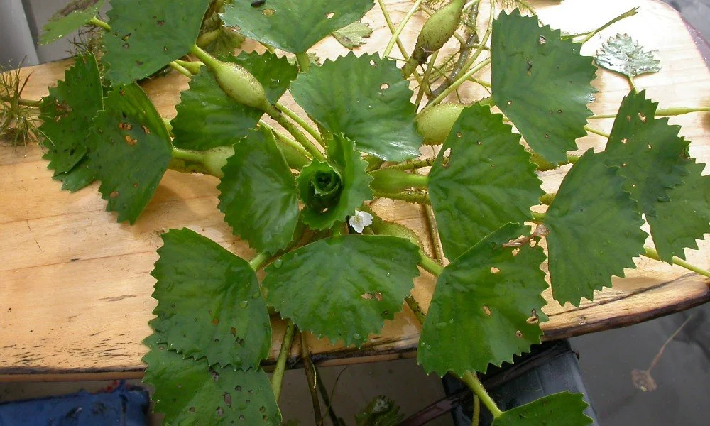 Where do water chestnuts come from? — Adirondack Watershed Institute
