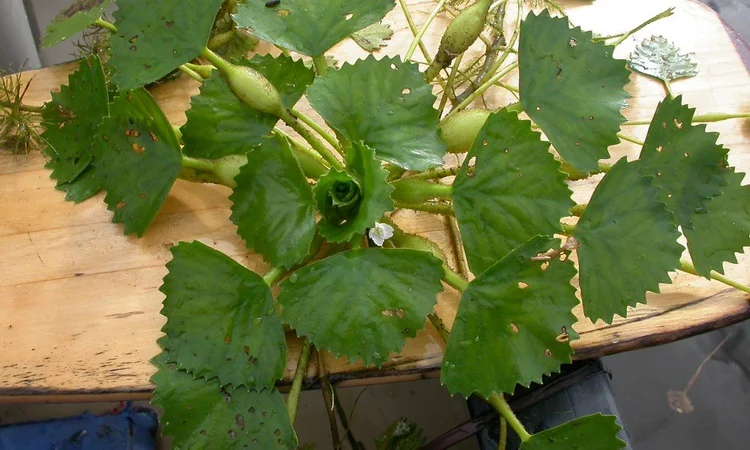 Where do water chestnuts come from? — Adirondack Watershed Institute