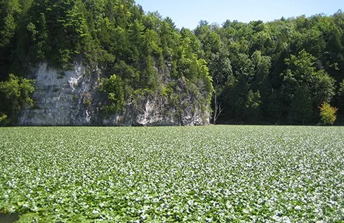 Where do water chestnuts come from? — Adirondack Watershed Institute