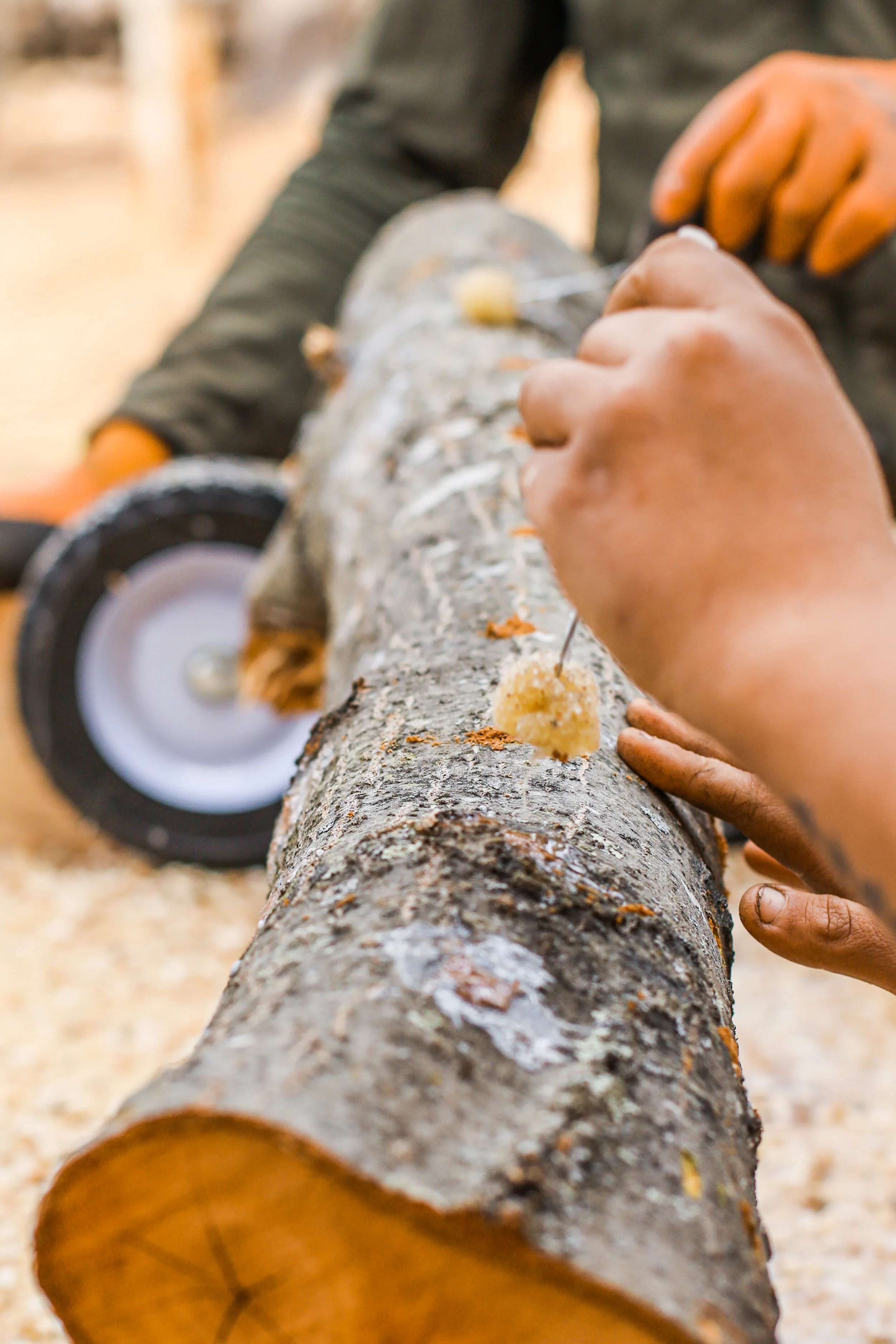 Mushroom Inoculation — White Feather Farm