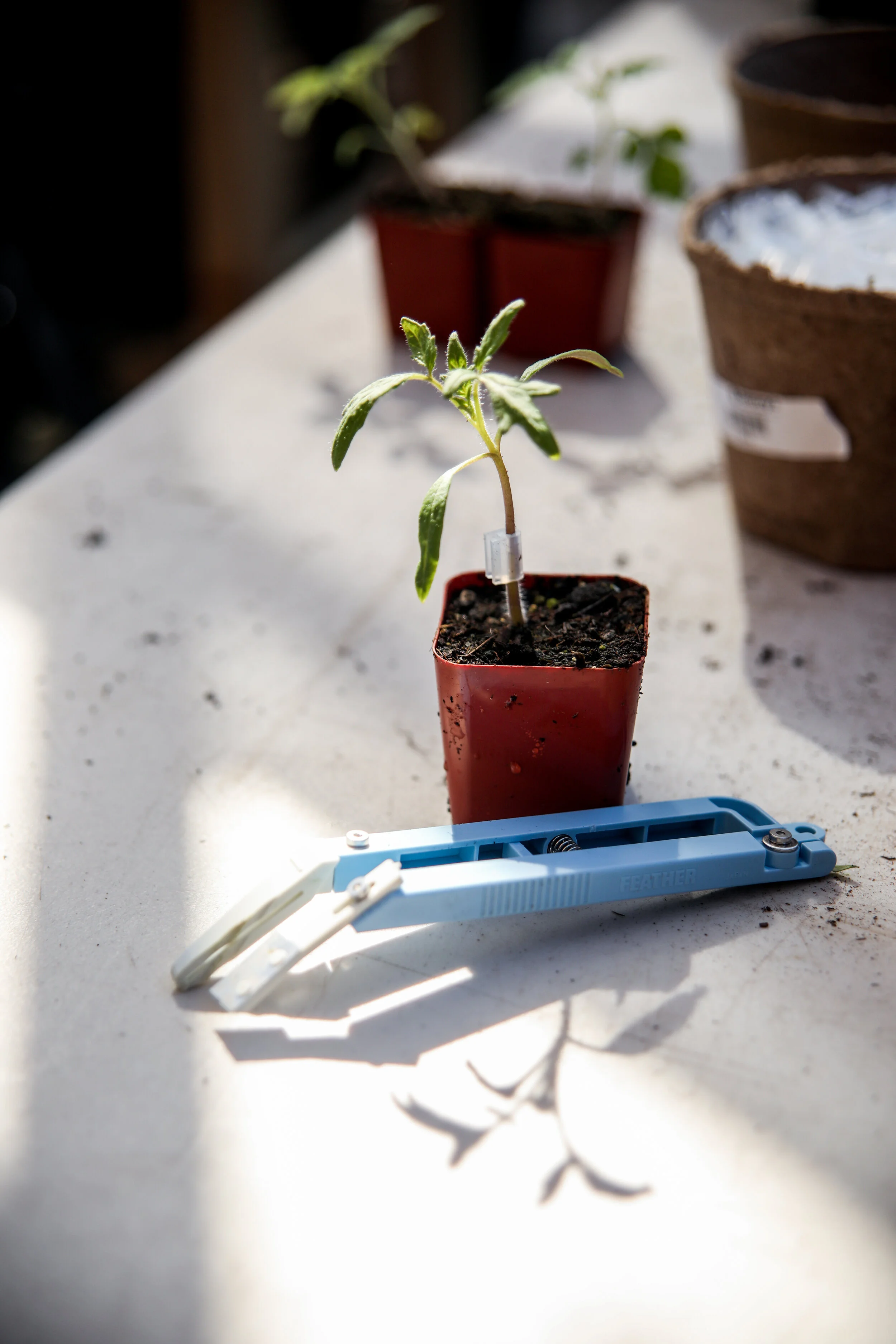 What is Grafting? — White Feather Farm