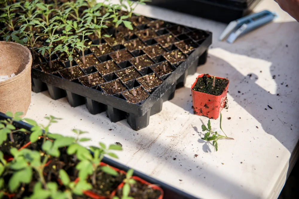What is Grafting? — White Feather Farm