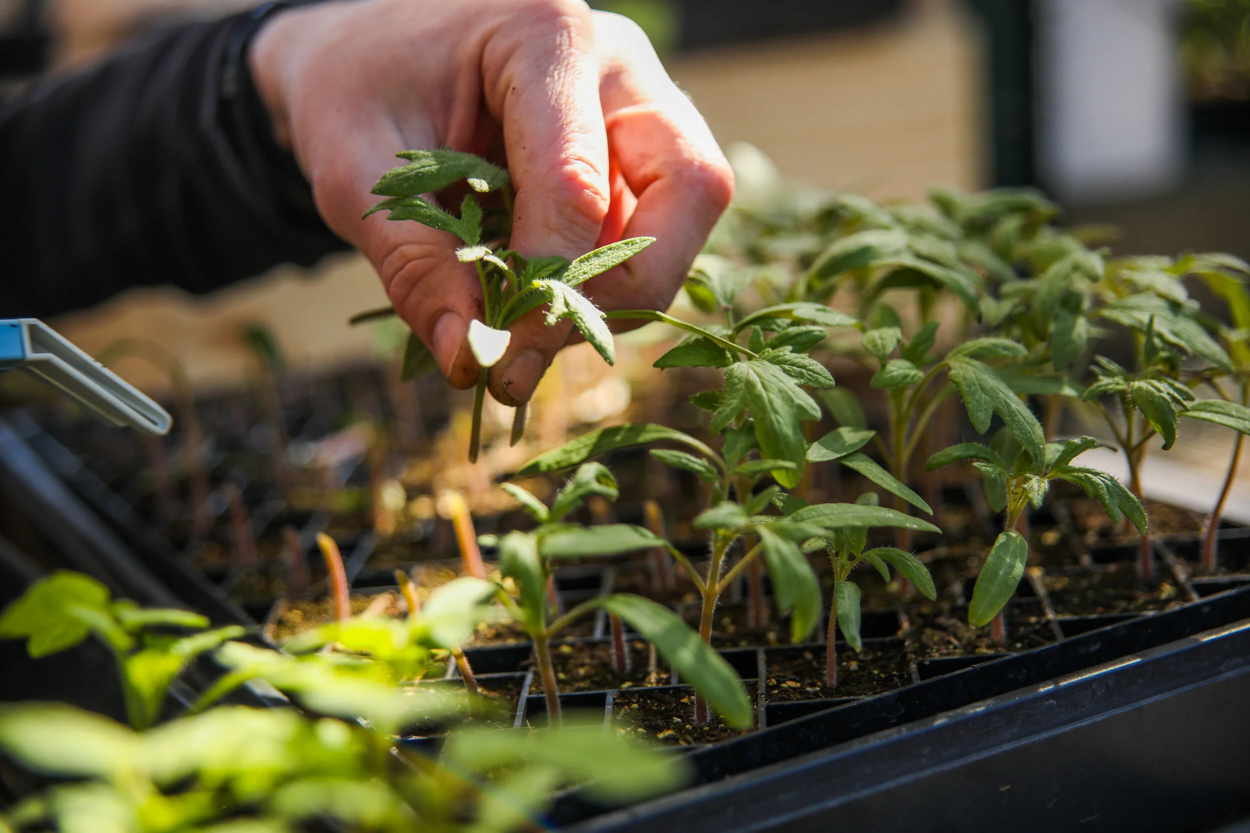 What is Grafting? — White Feather Farm