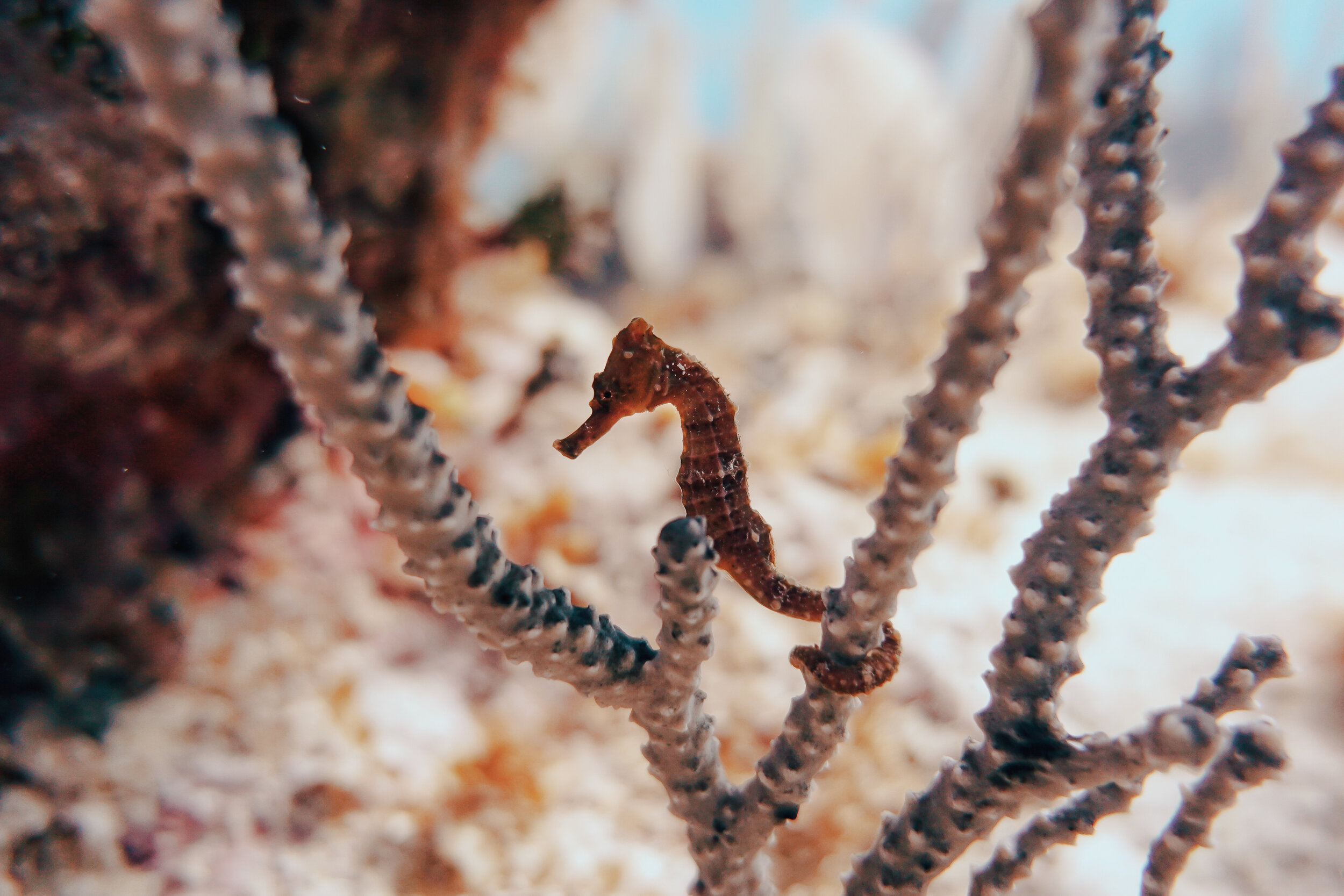 Little Cayman Diving Gallery — Little Cayman Divers