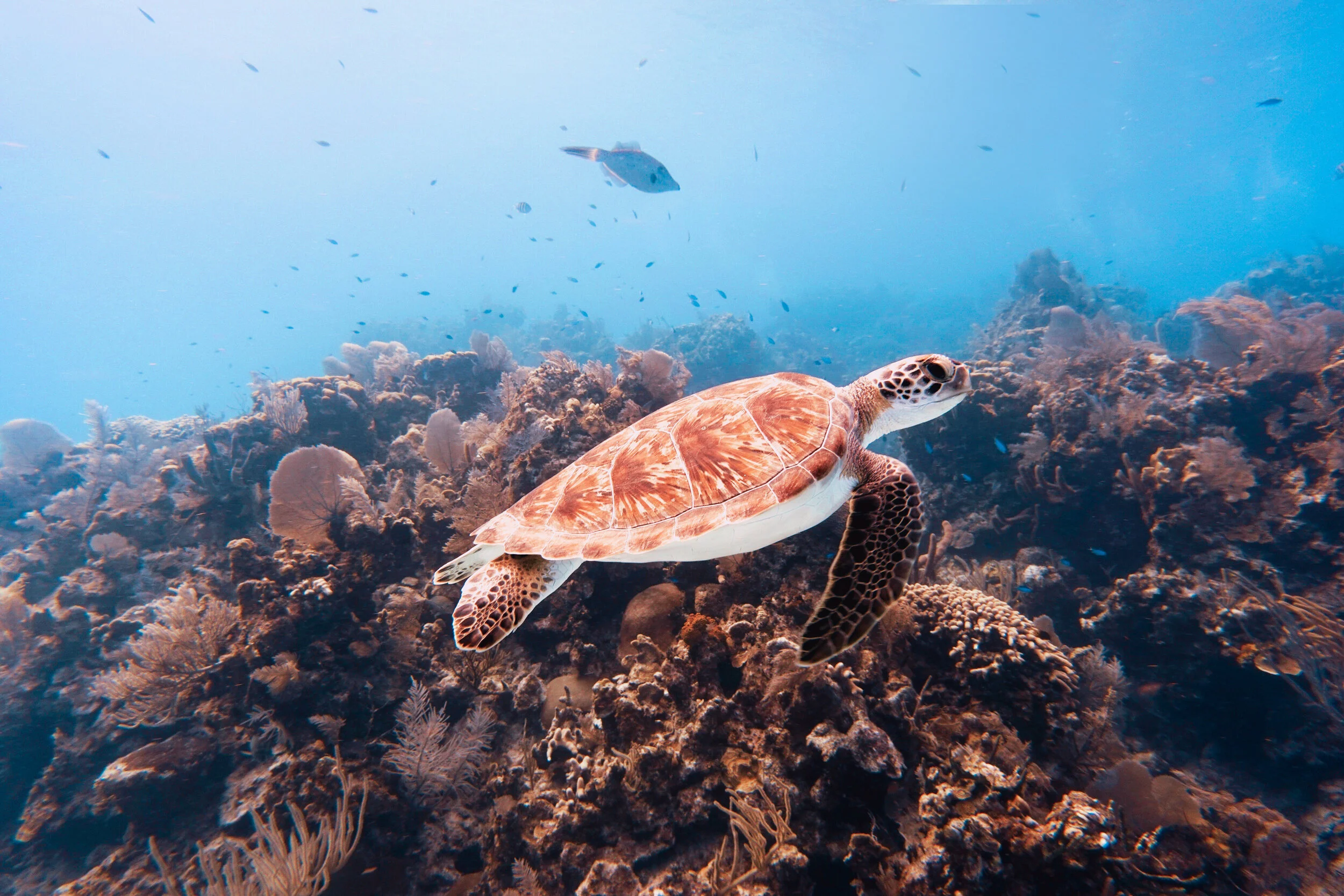 Little Cayman Diving Gallery — Little Cayman Divers