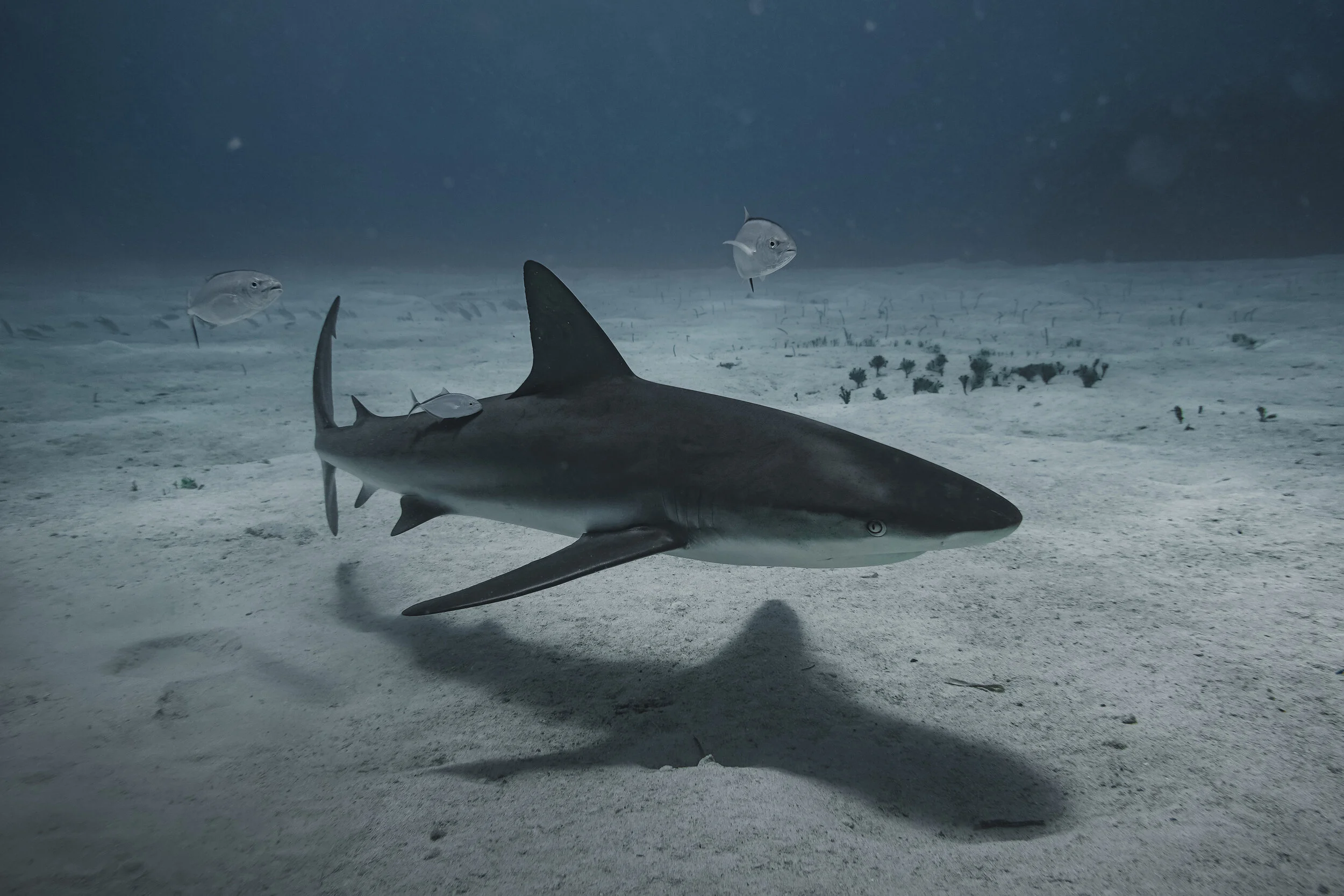 Little Cayman Scuba Diving — Little Cayman Divers