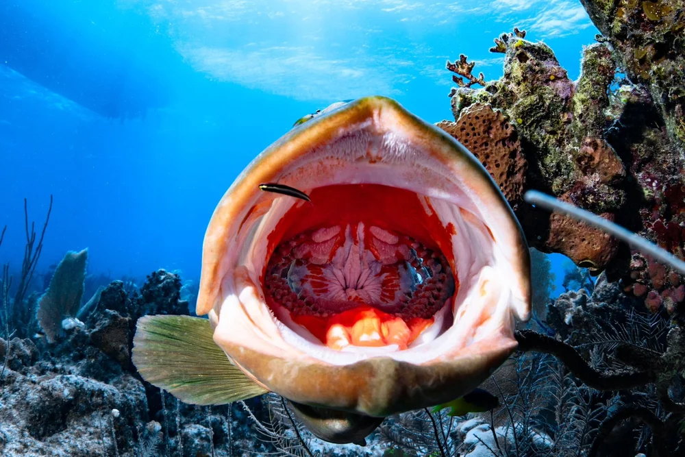 Little Cayman Diving Gallery — Little Cayman Divers