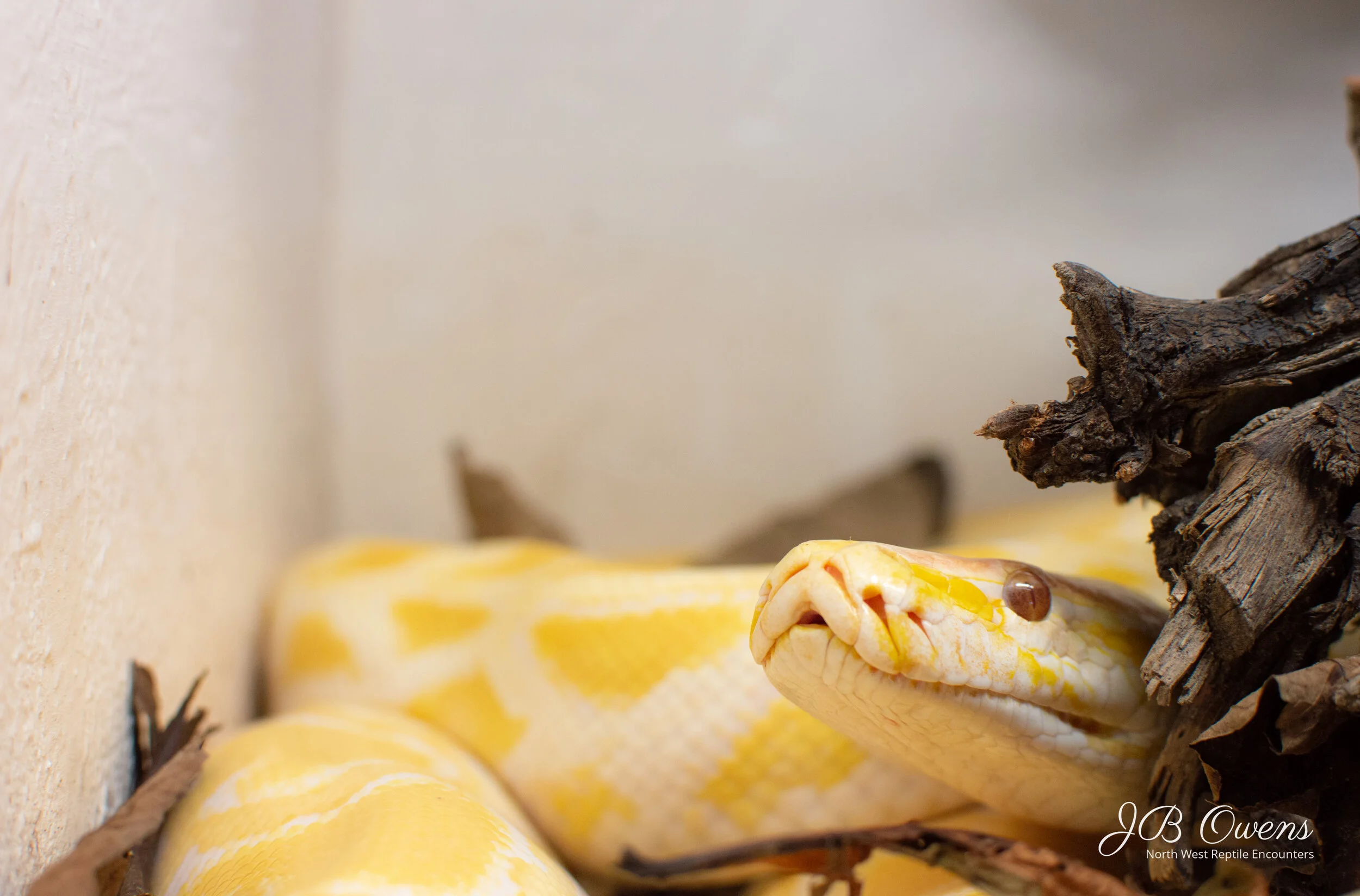 North West Reptile Encounters — Captive & Field Herpetology