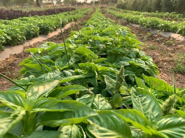 Comanche Creek Farms