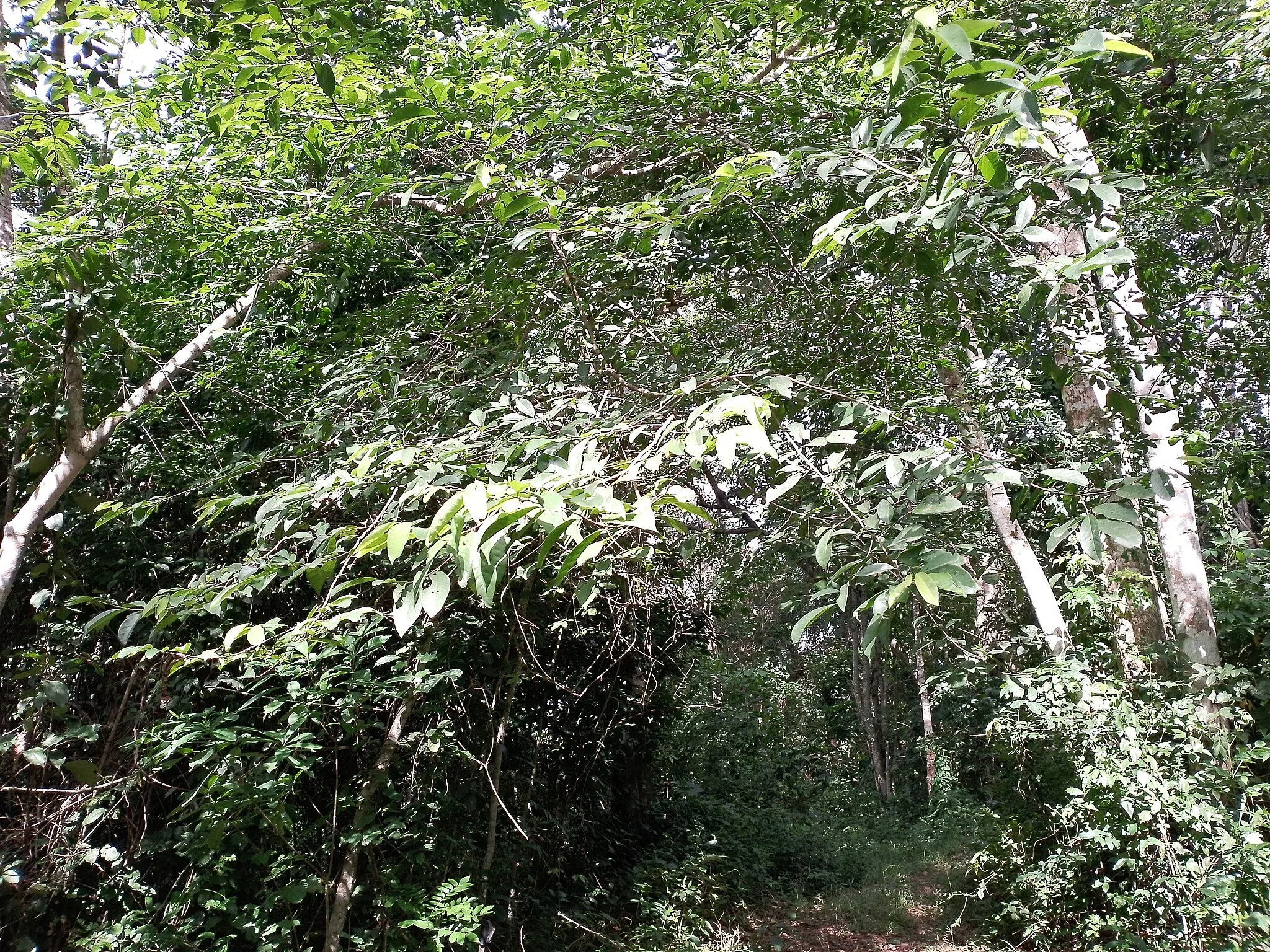 Global Indigenous Peoples News Bulletin #12 (January 2026) — Weave News