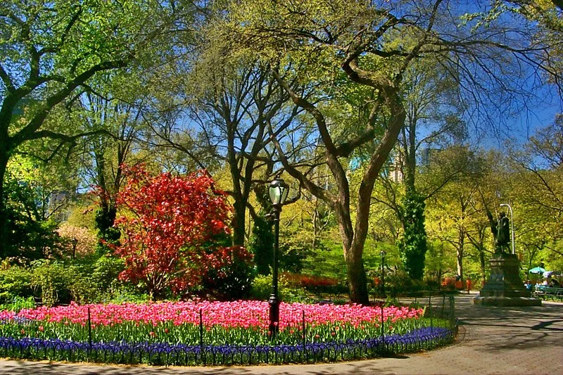 Flowers of Buffalo: Flowers in the City — Weave News