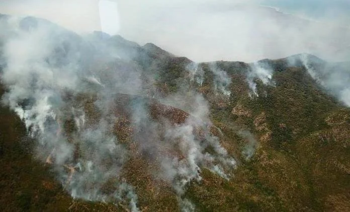 Arbol de Fuego (Tree of Fire) — Weave News