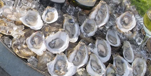 Greenport Shellabration