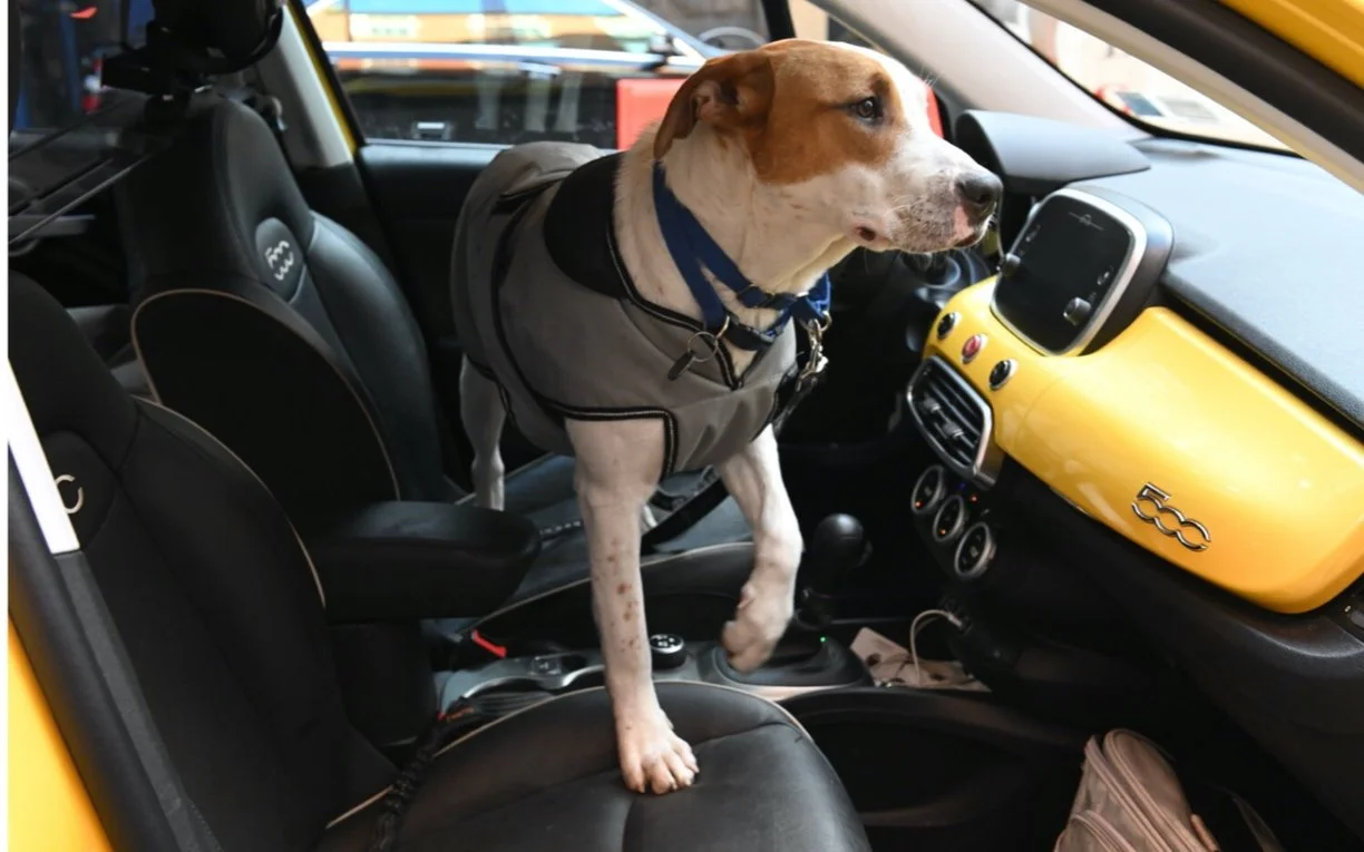 Pet Cab NYC