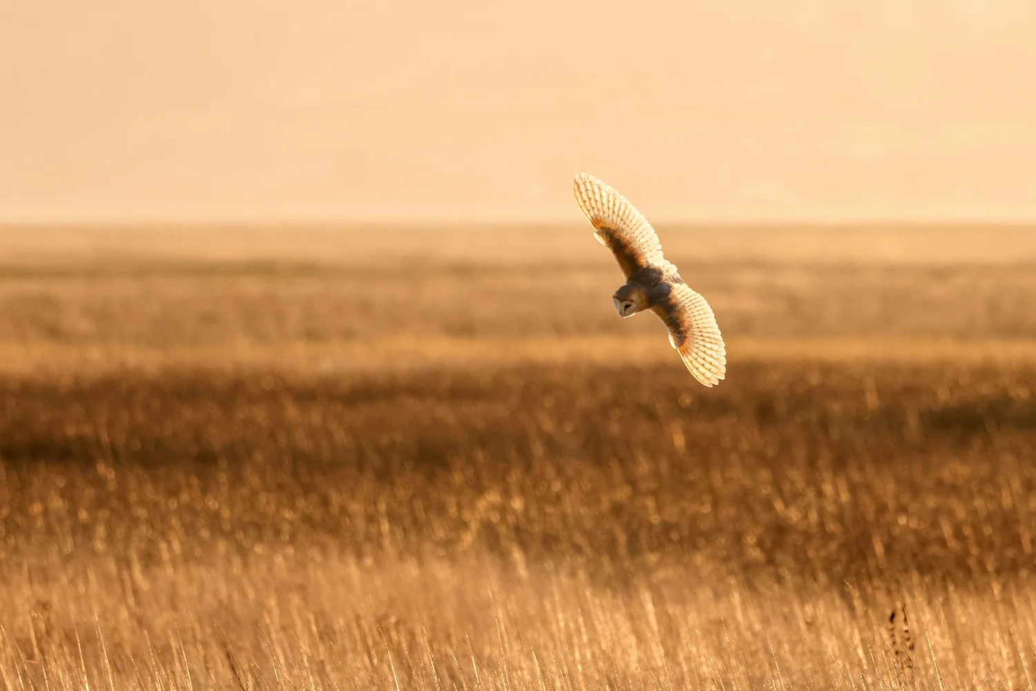 Wildlife Center of Salt Lake