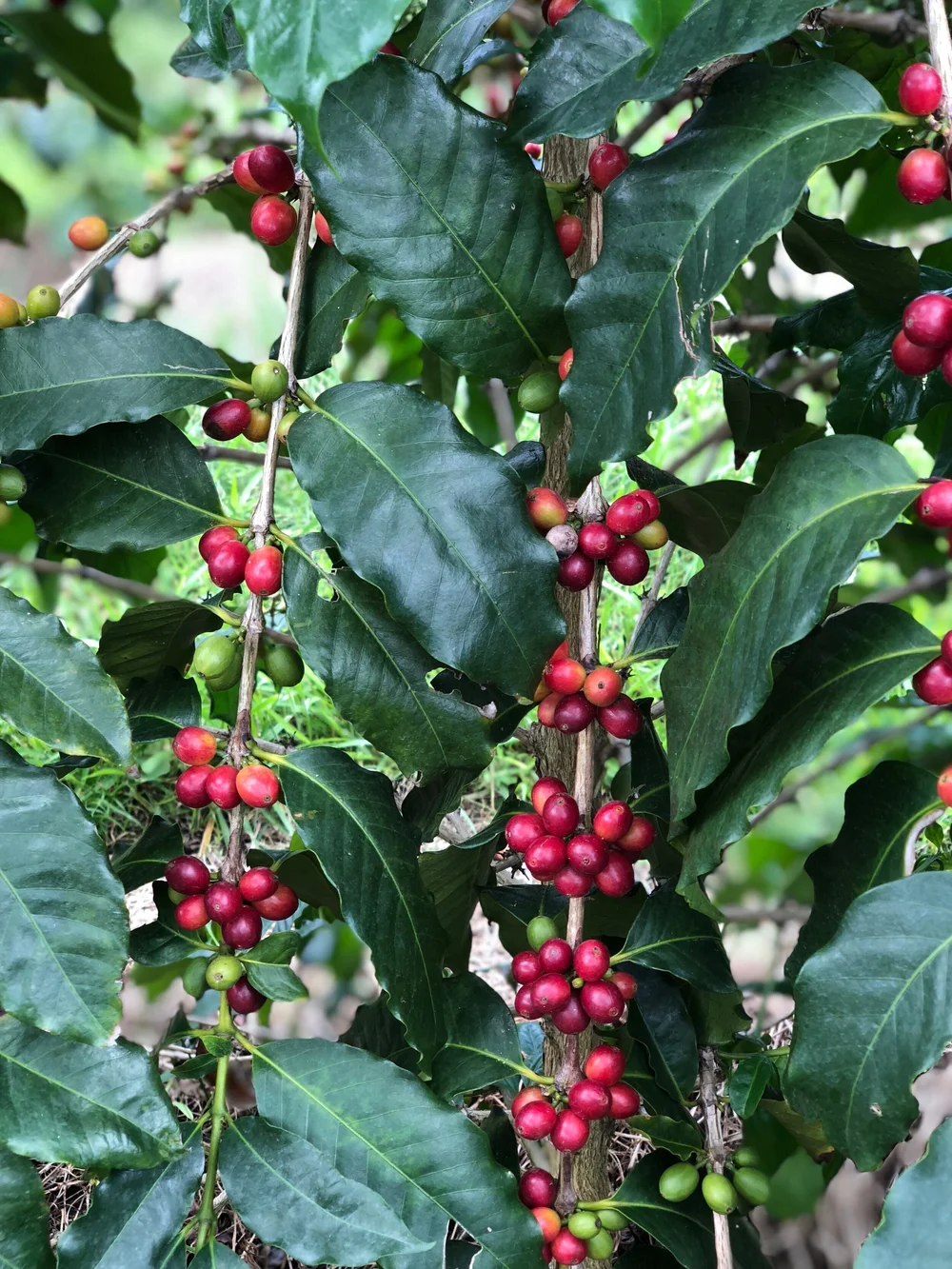 The Migration of Gesha Coffee into Hawaii — Monarch Coffee