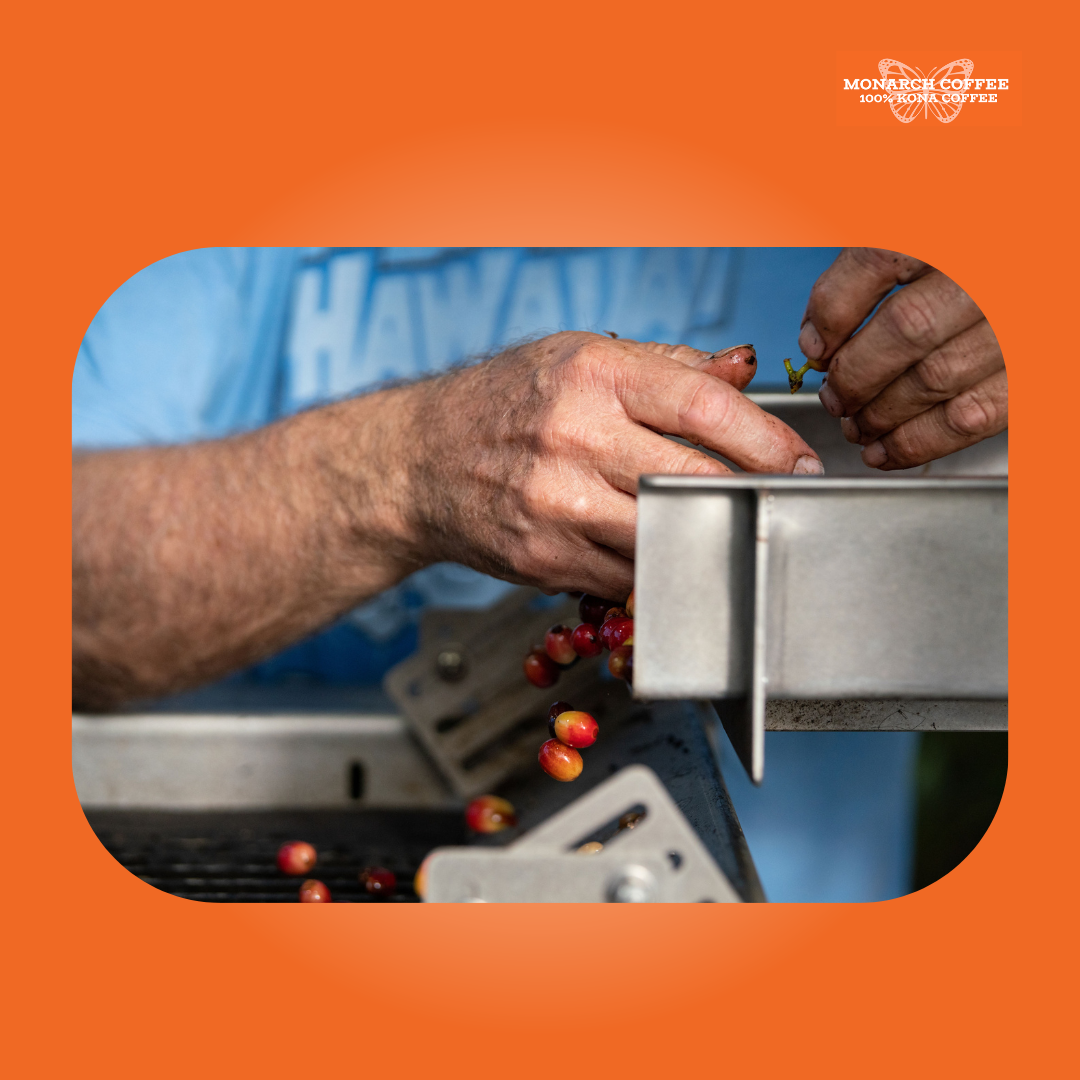 Green Coffee Samples — Monarch Coffee