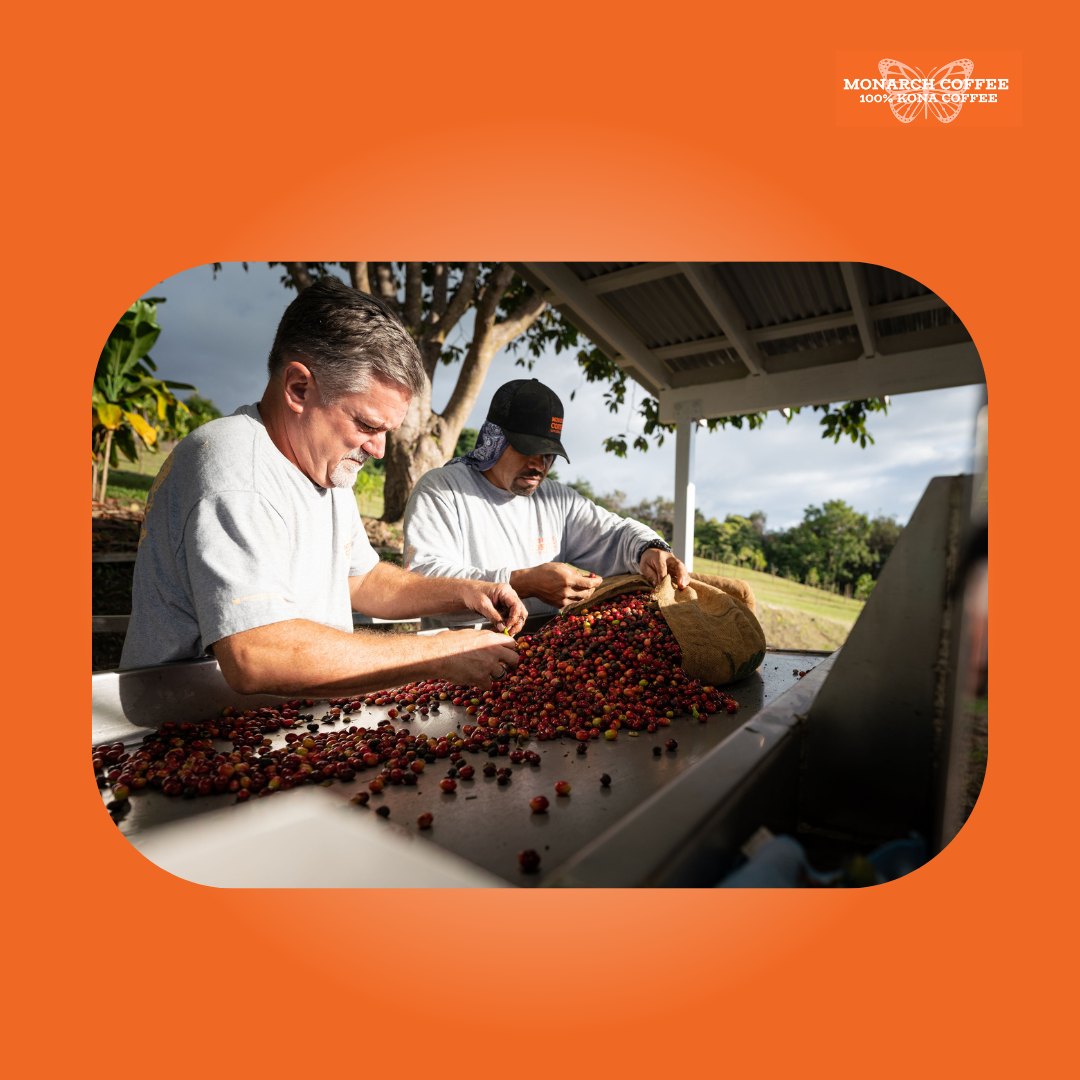 Green Coffee Samples — Monarch Coffee