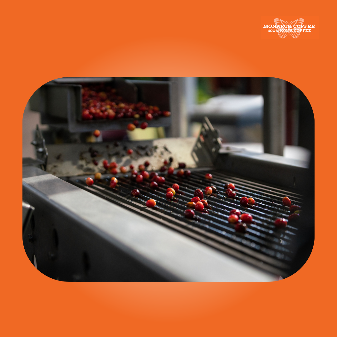 Green Coffee Samples — Monarch Coffee