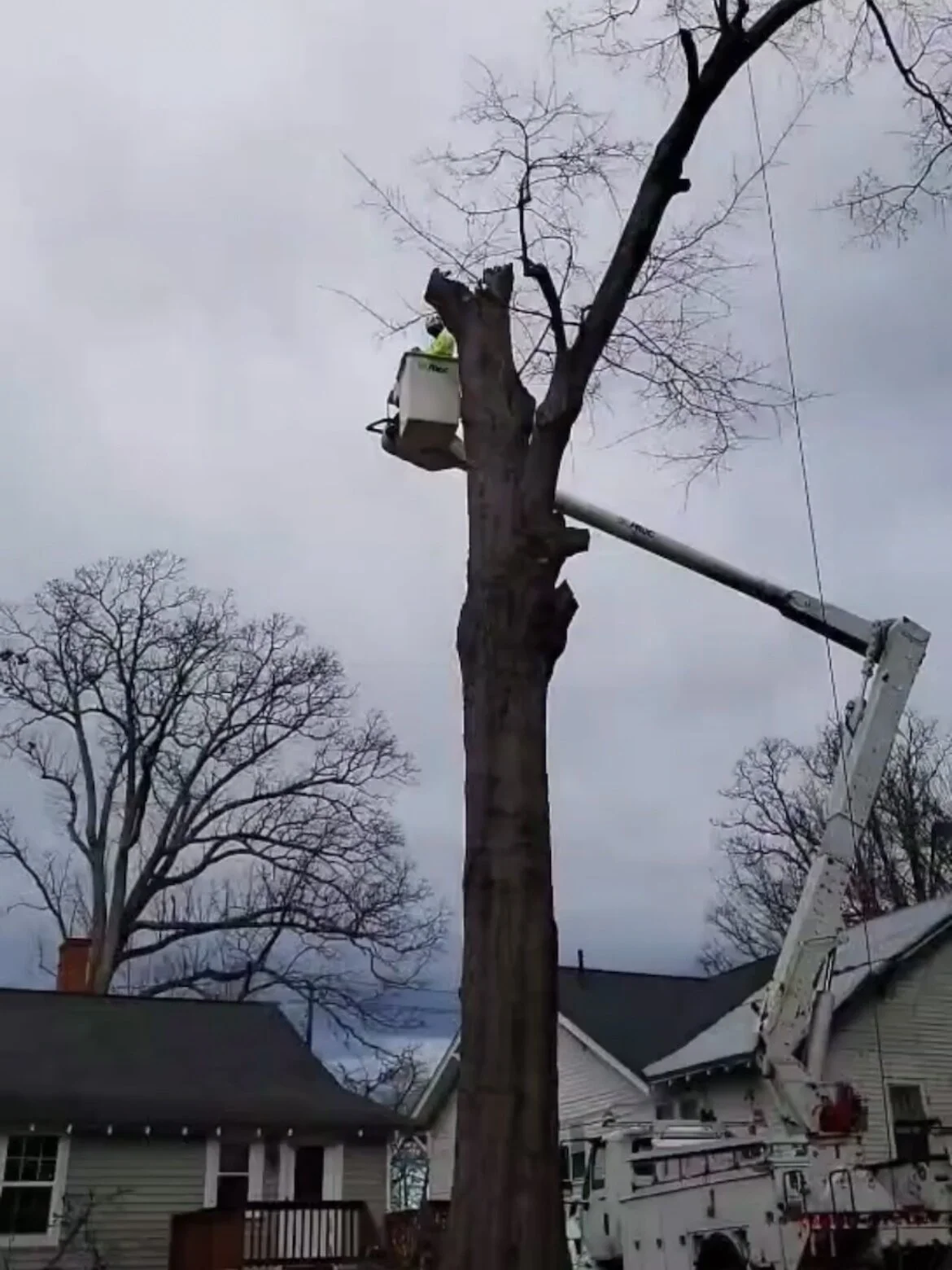 %tree service greenville sc