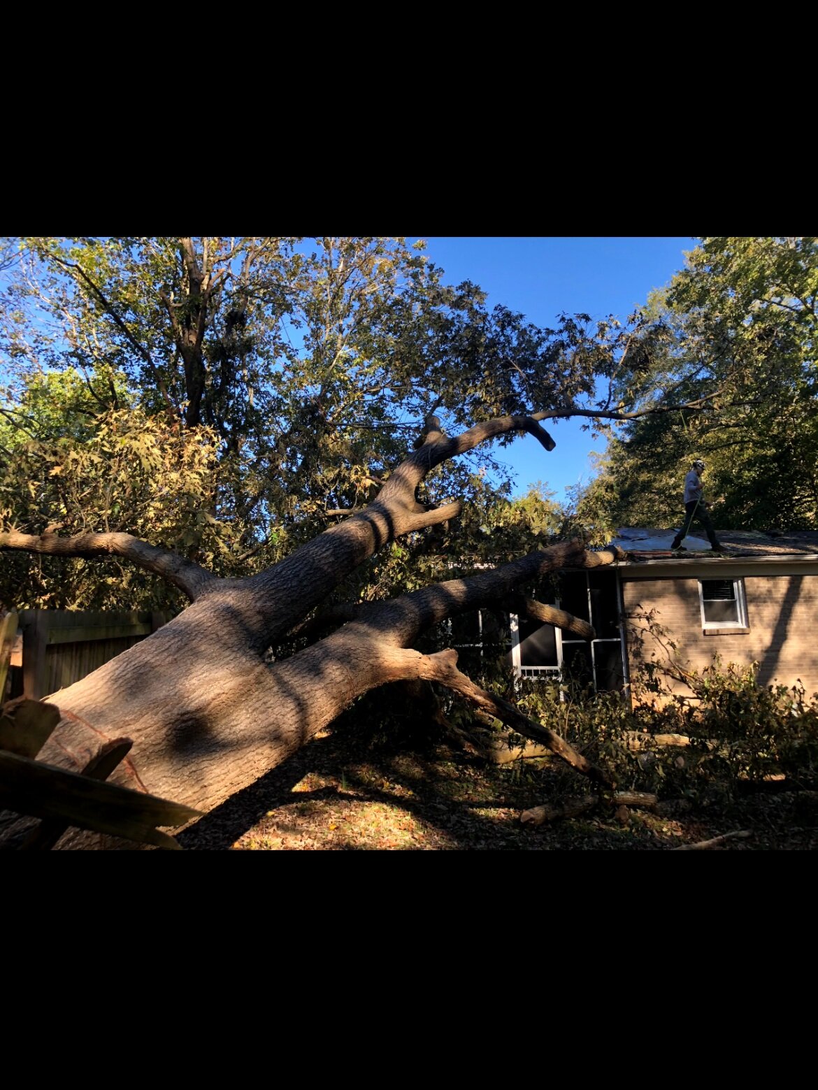 %tree service greenville sc