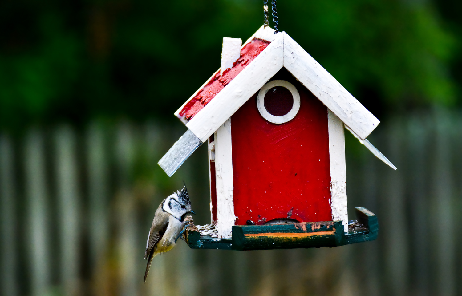 How to make a wildlife corner to help with pest control in your garden ...
