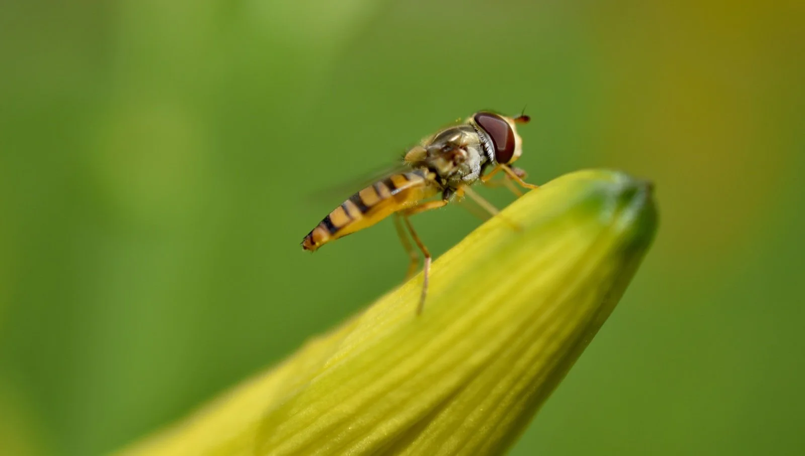 Huw Richards’ guide on the natural pest predators you should be ...