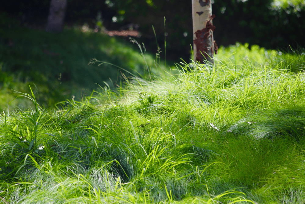 How to make a wildlife corner to help with pest control in your garden ...