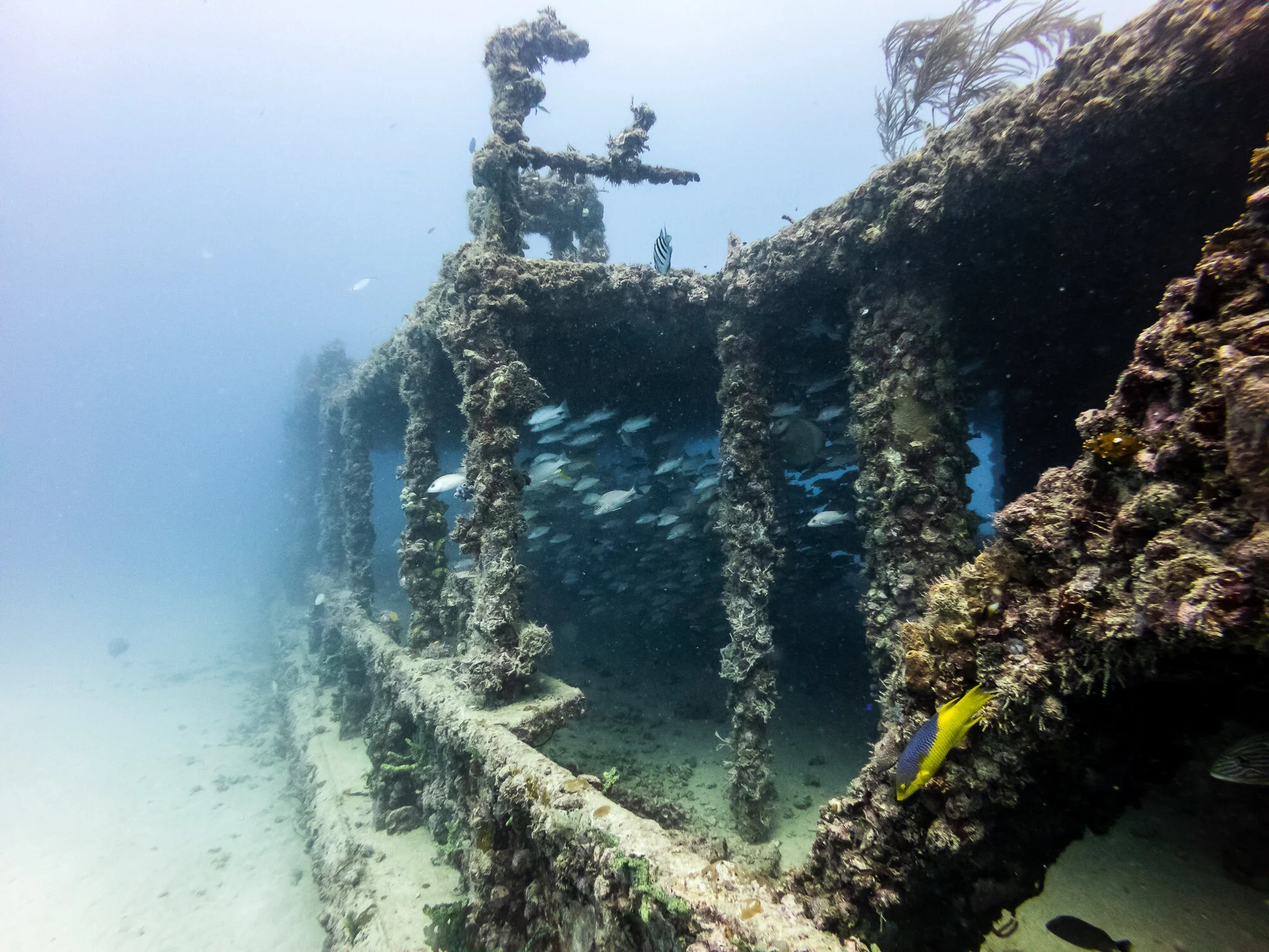 Scuba Diving In Fort Lauderdale Jason Daniel Shaw