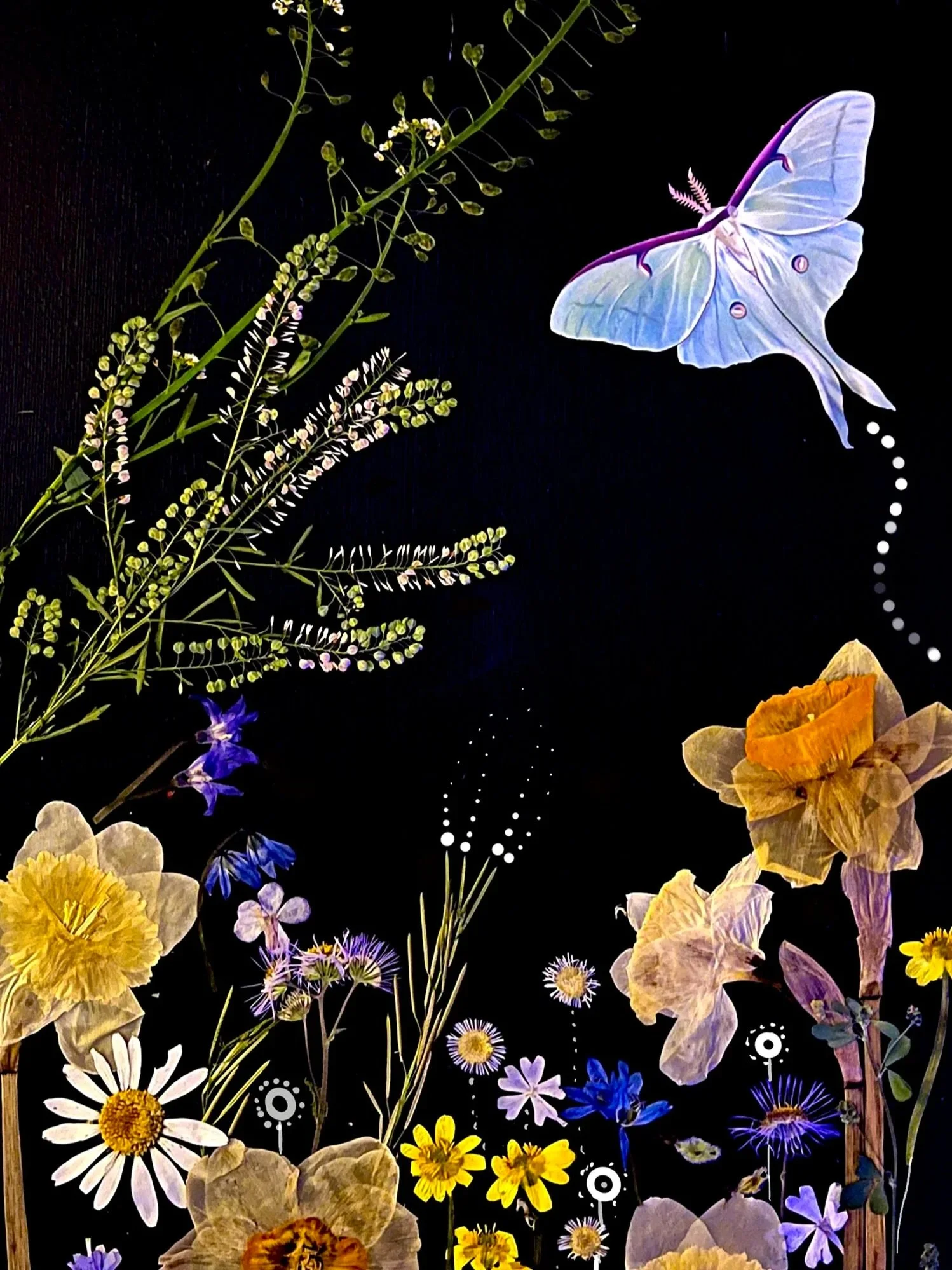 The Lovely + Luminous Luna Moth… Let your soul connect you to the fairy ...