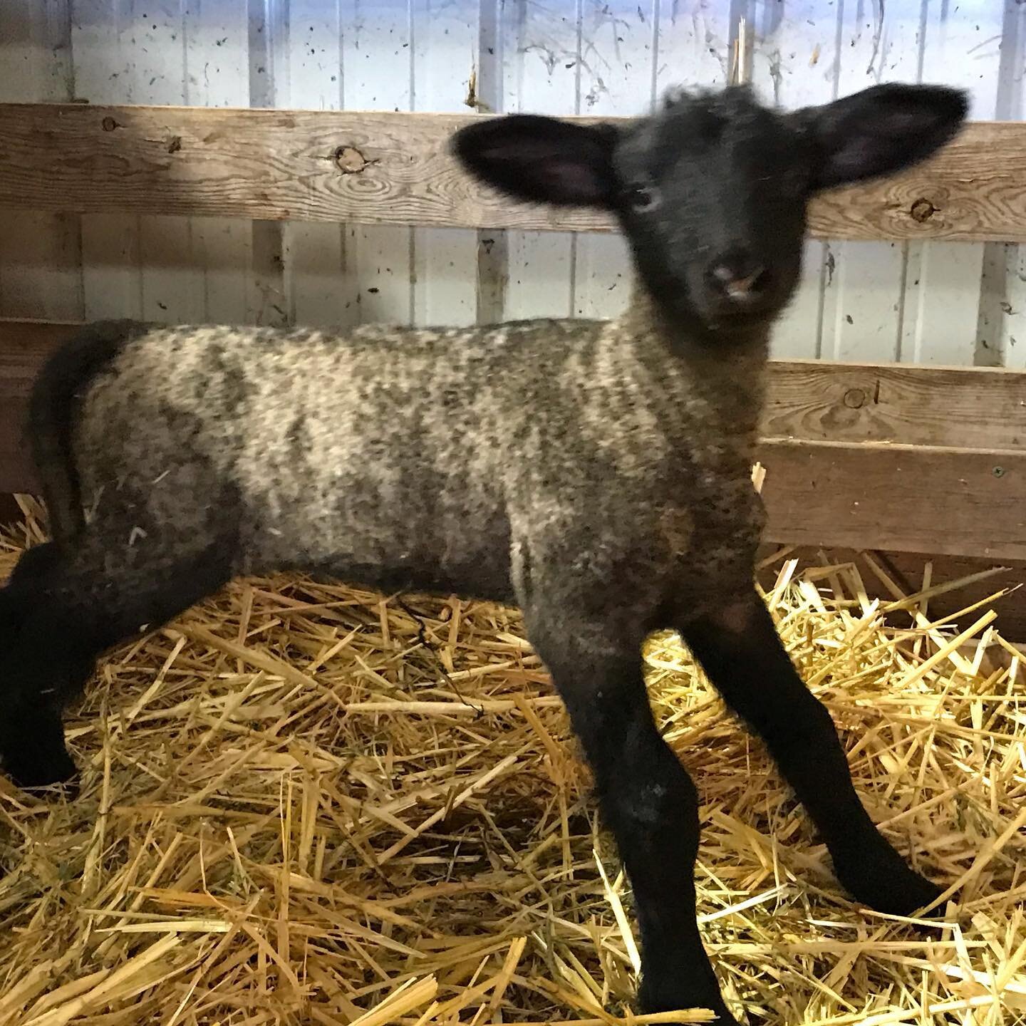 Baby Suffolk Lamb