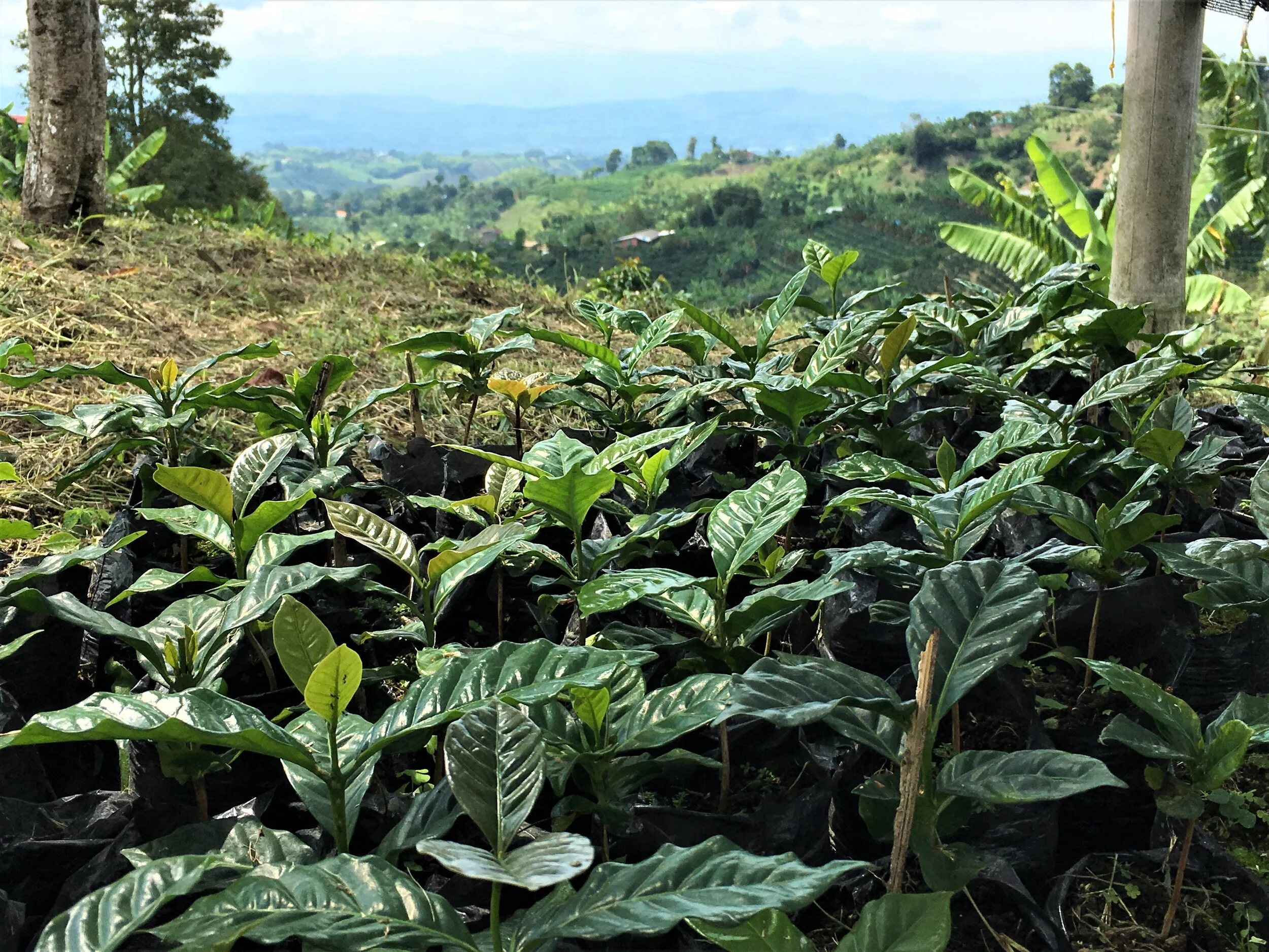 Café del Cielo | Sustainable Coffee Farm | Direct Trade Coffee | Kiel ...