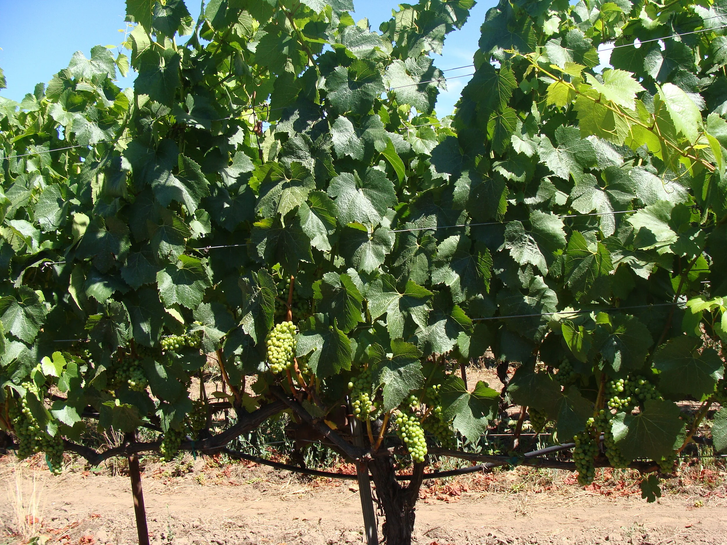 Charles Heintz Vineyard | Littorai Wines | Sonoma Coast Chardonnay ...